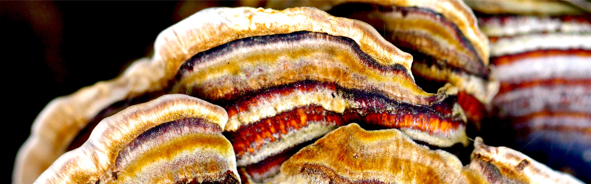 About & Contact Us | FuFluns' Foods